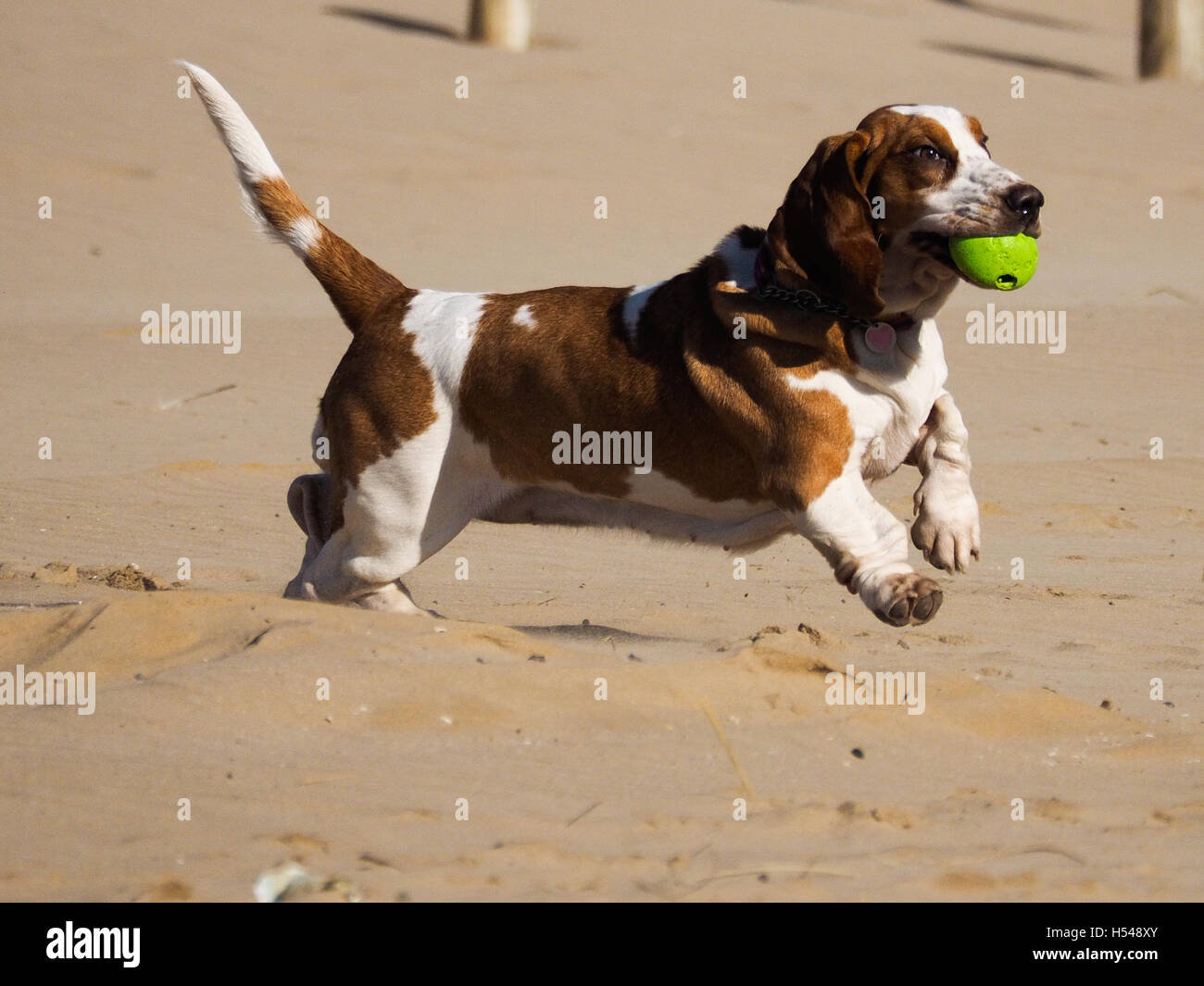 Dog on the Beach Stock Photo - Alamy