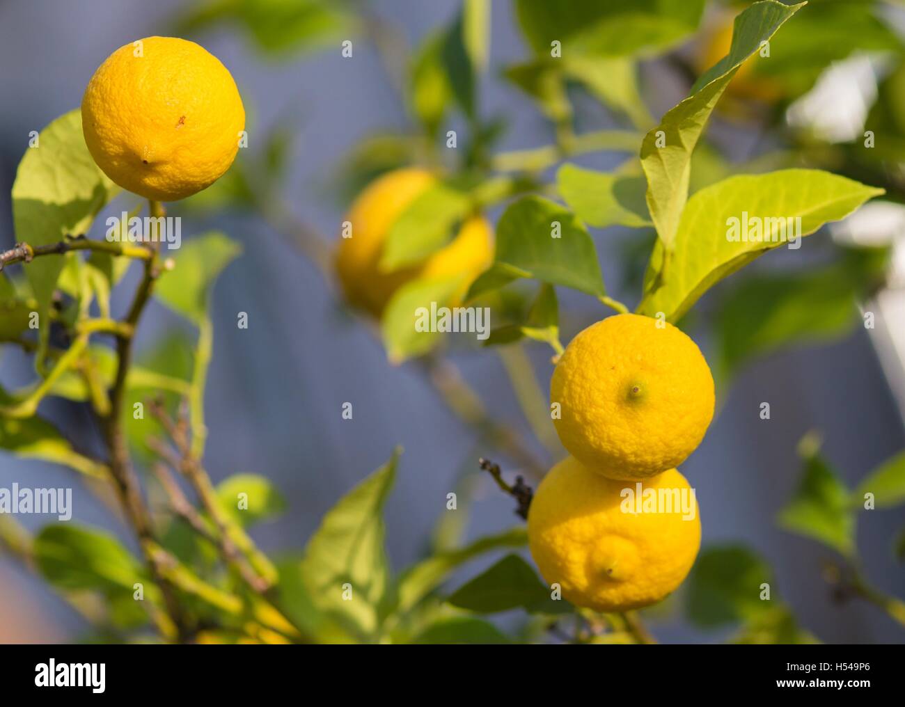 Exotic juice hi-res stock photography and images - Alamy