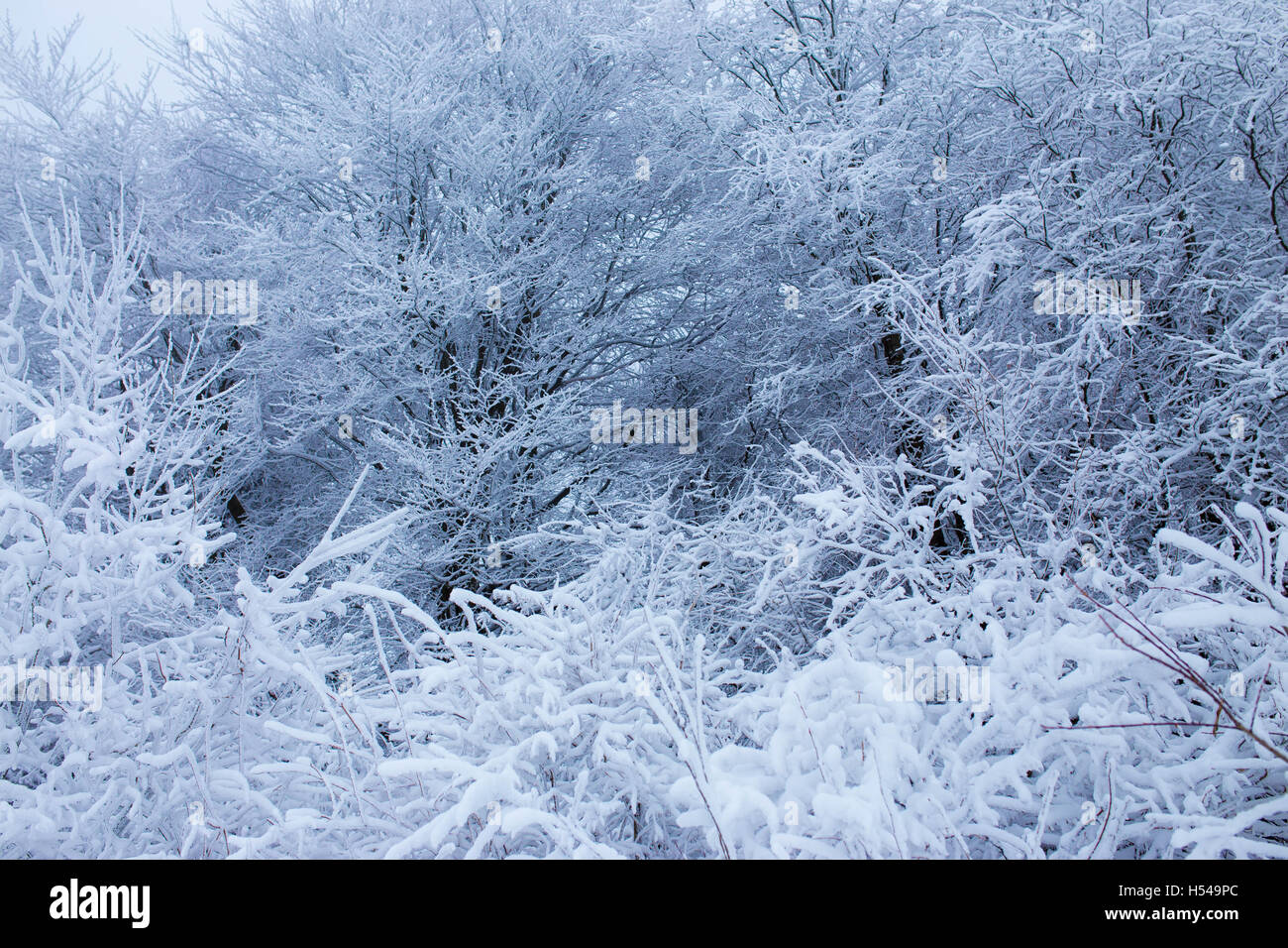 Frozen trees in winter Stock Photo - Alamy