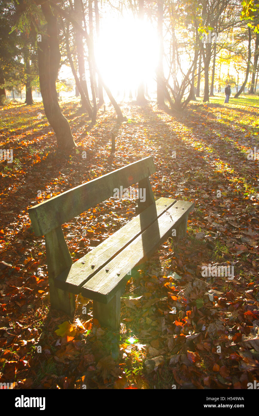 A place to sit and enjoy. British seasons - Autumn in the Forest of ...