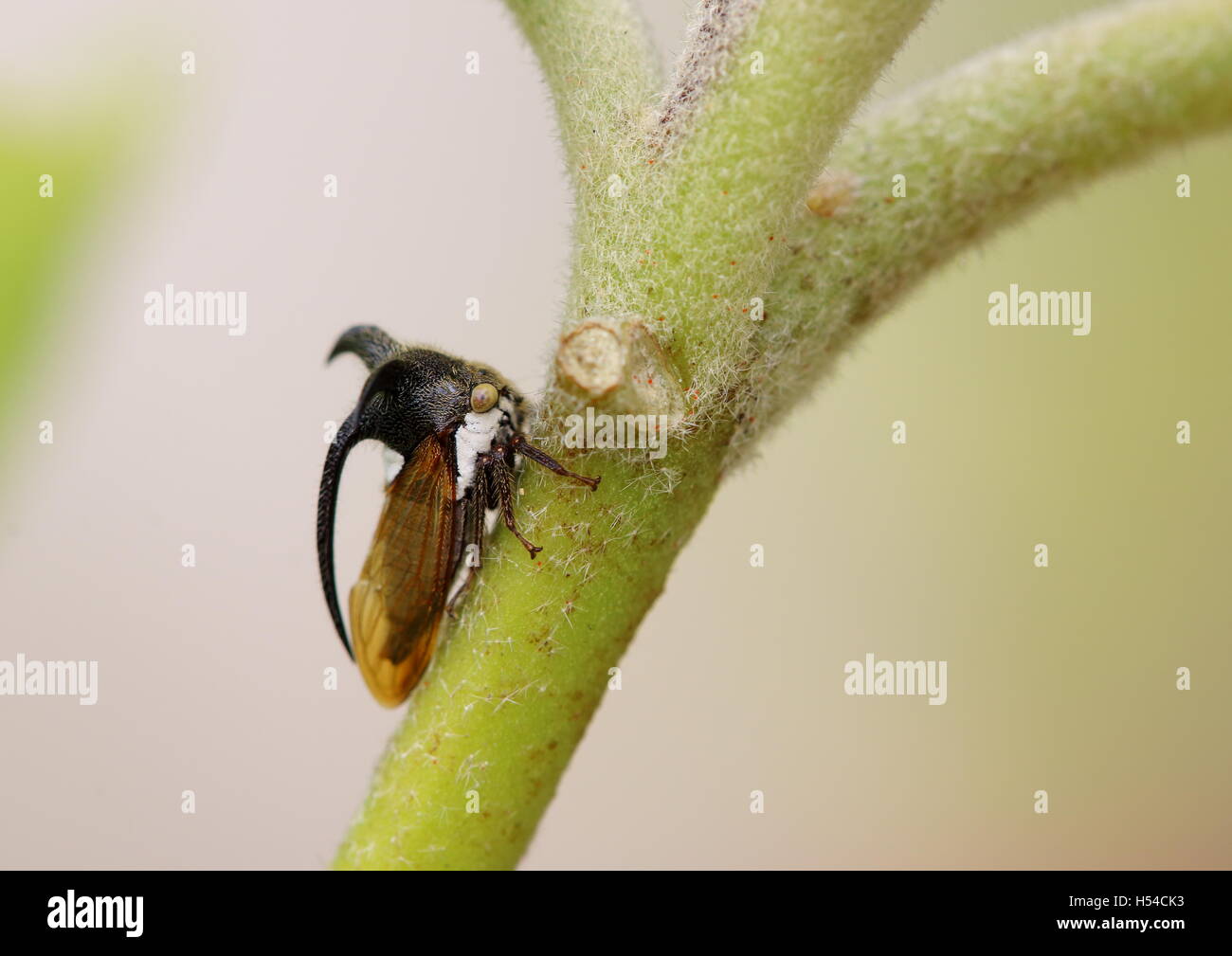 Pest on a eggplant or brinjal Stock Photo - Alamy