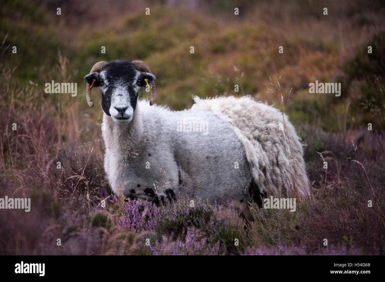 Sheep in a field Stock Photo - Alamy