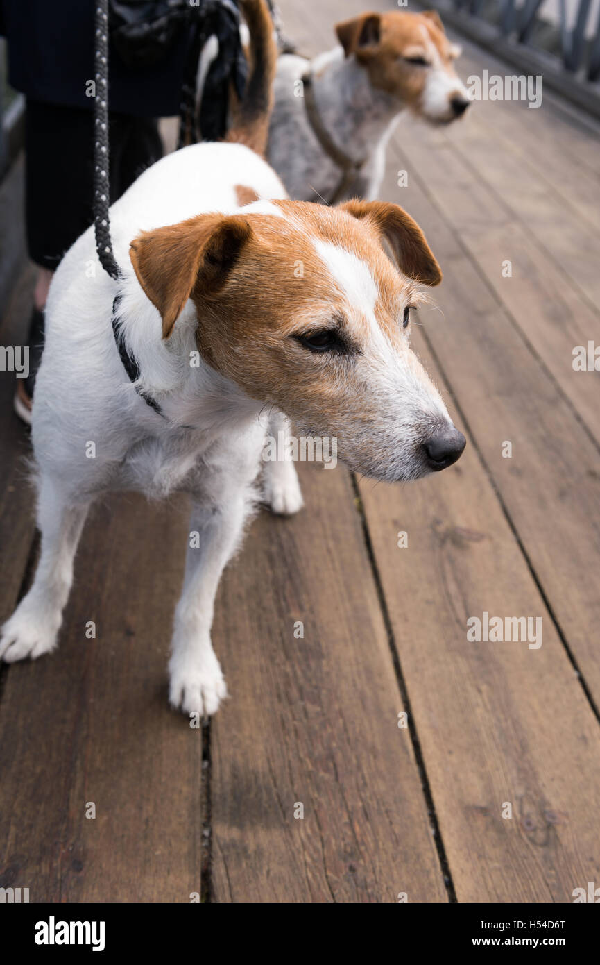 Two Jack Russell dogs on wooden walkway Stock Photo - Alamy