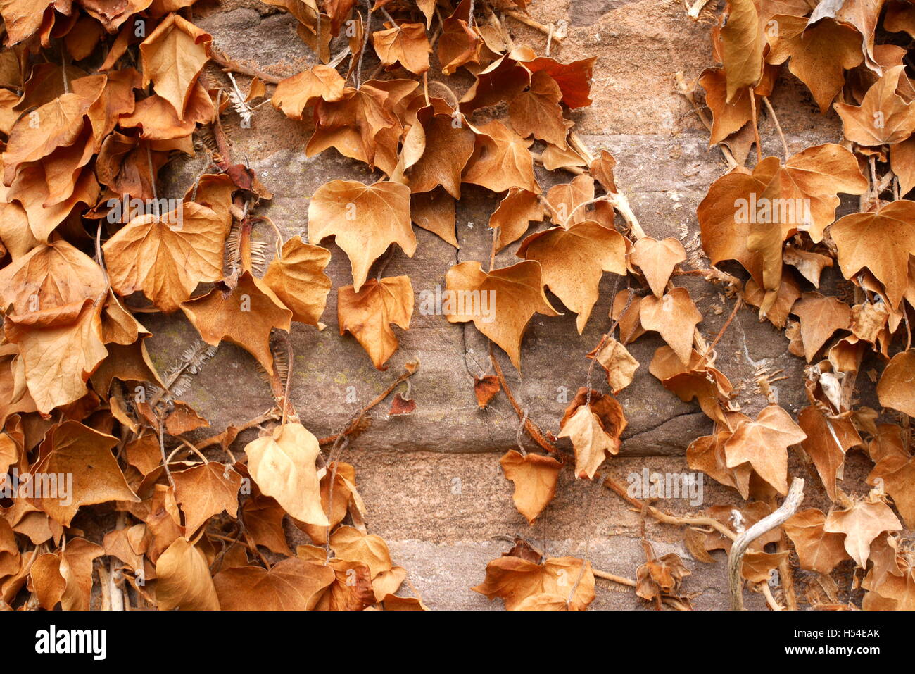 Dead ivy against an old stone wall Stock Photo - Alamy