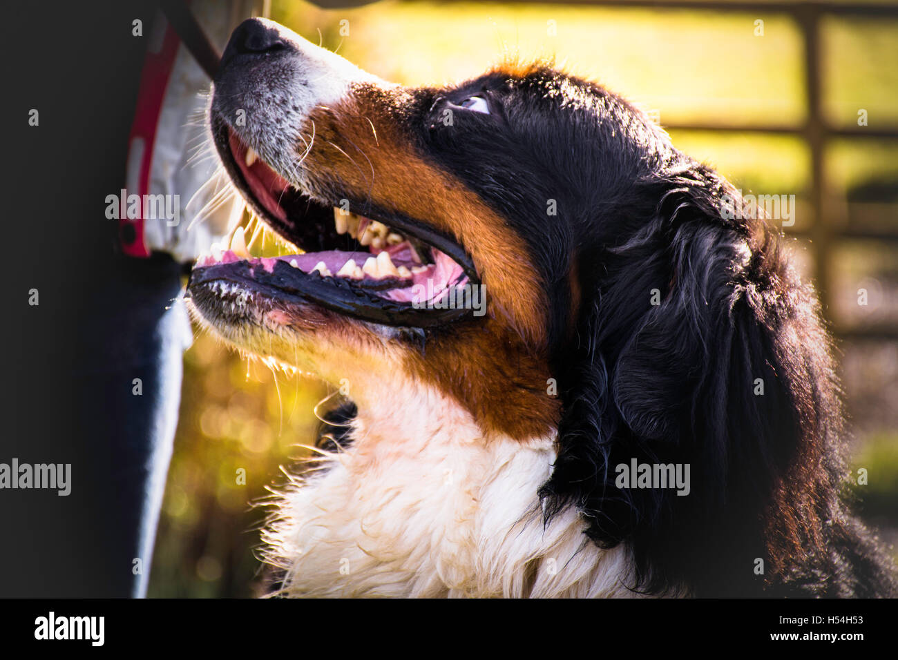Bernese hound hi-res stock photography and images - Alamy