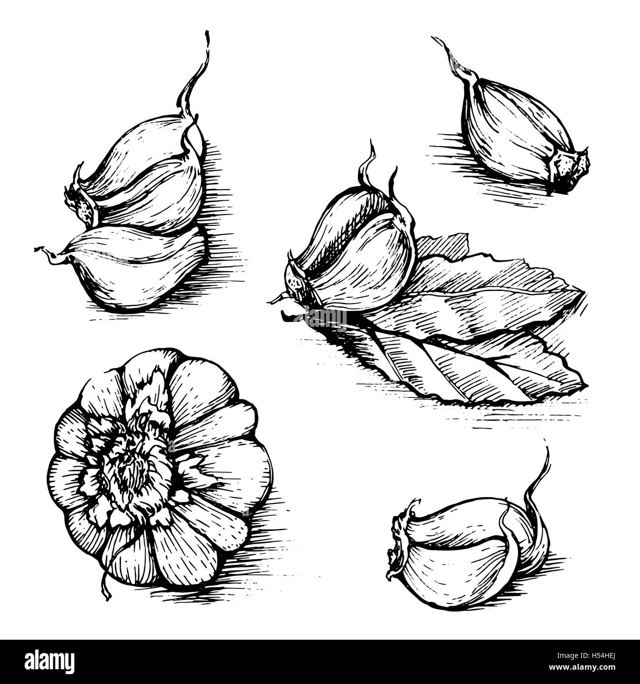Vector hand drawn set of garlic with laurel leaf. Herbs and spices ...