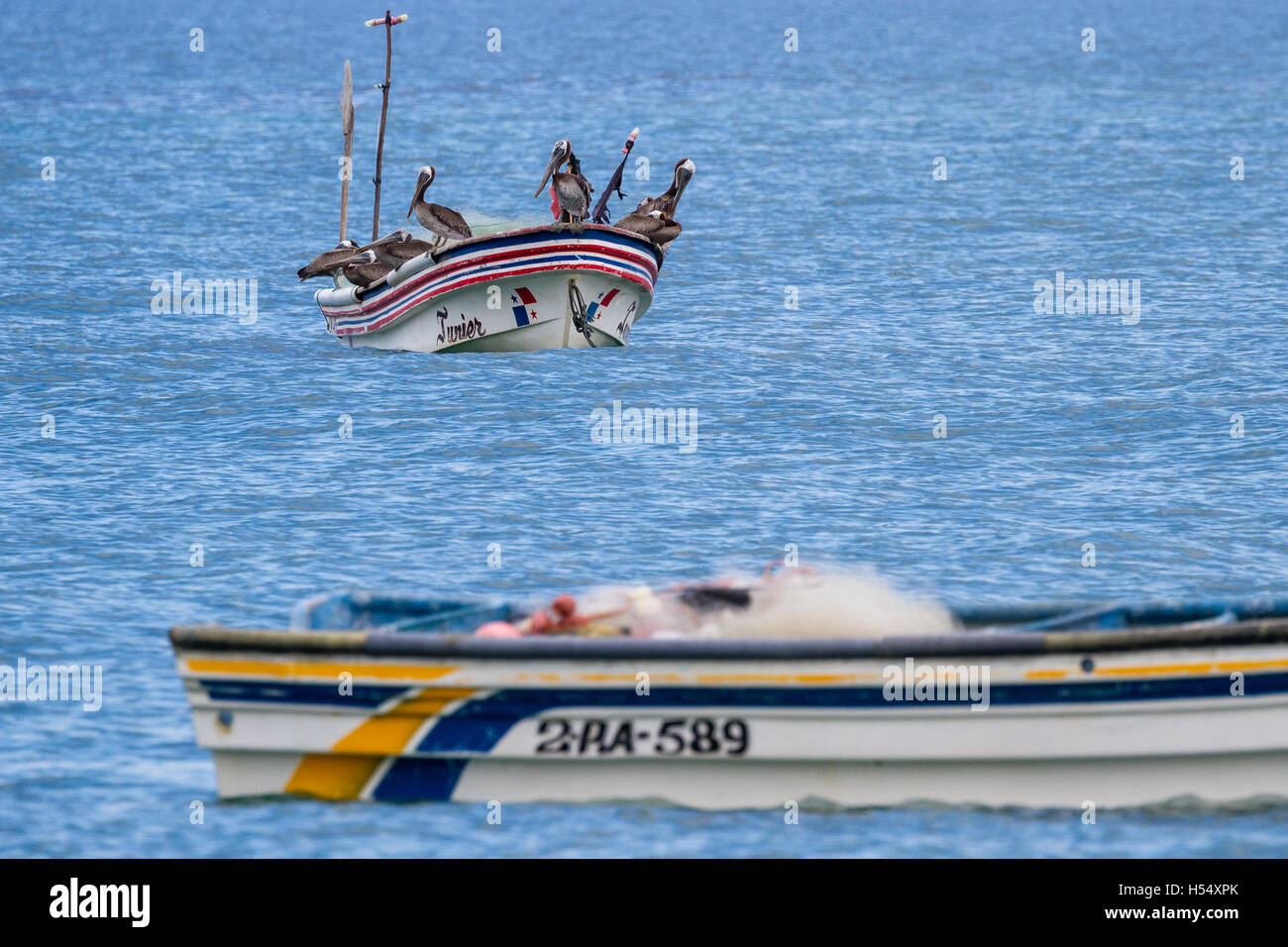 Santa Clara, Panama- June 12: Brown pelicans perched on a small fishing ...