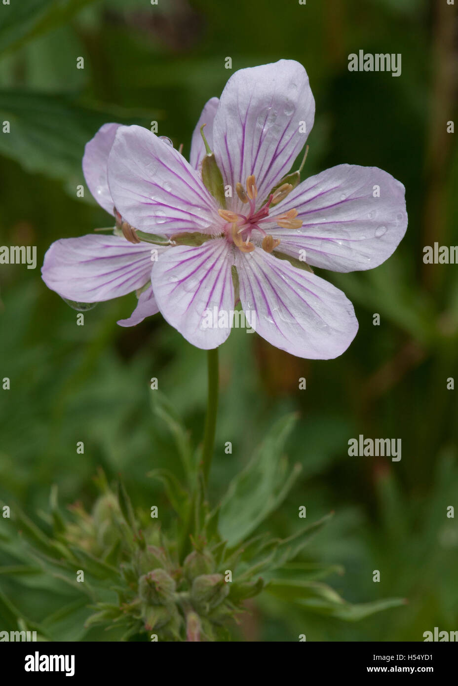 Wildflower colorado geranium hi-res stock photography and images - Alamy