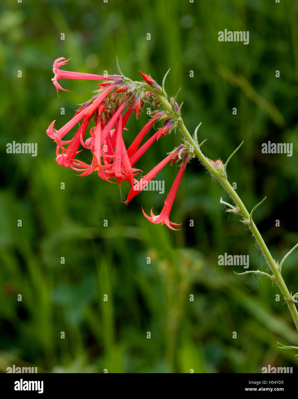 Scarlet gilia ipomopsis aggregata hi-res stock photography and images ...