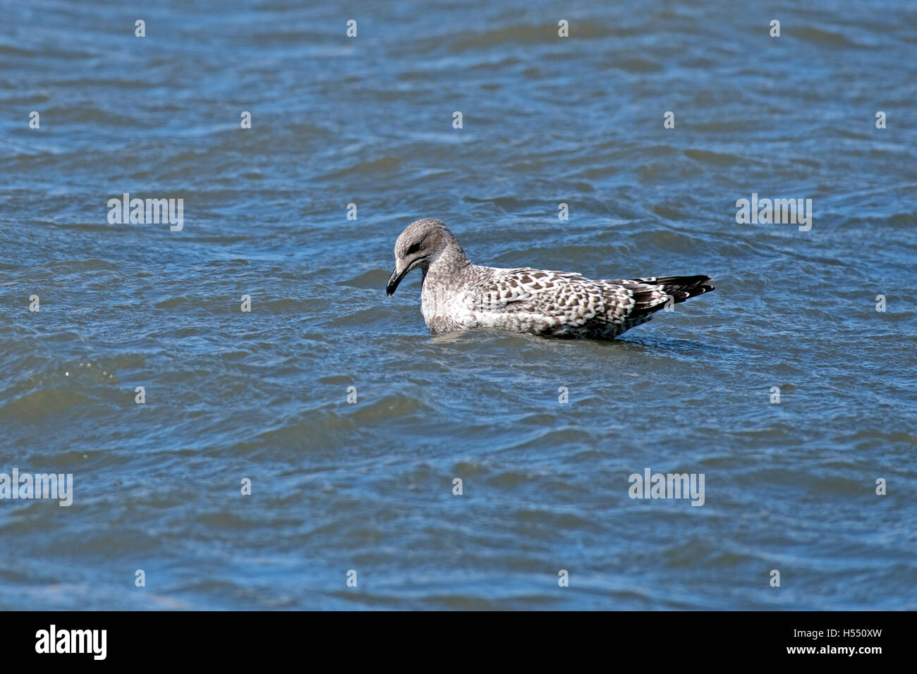 First winter herring gull Stock Photo - Alamy