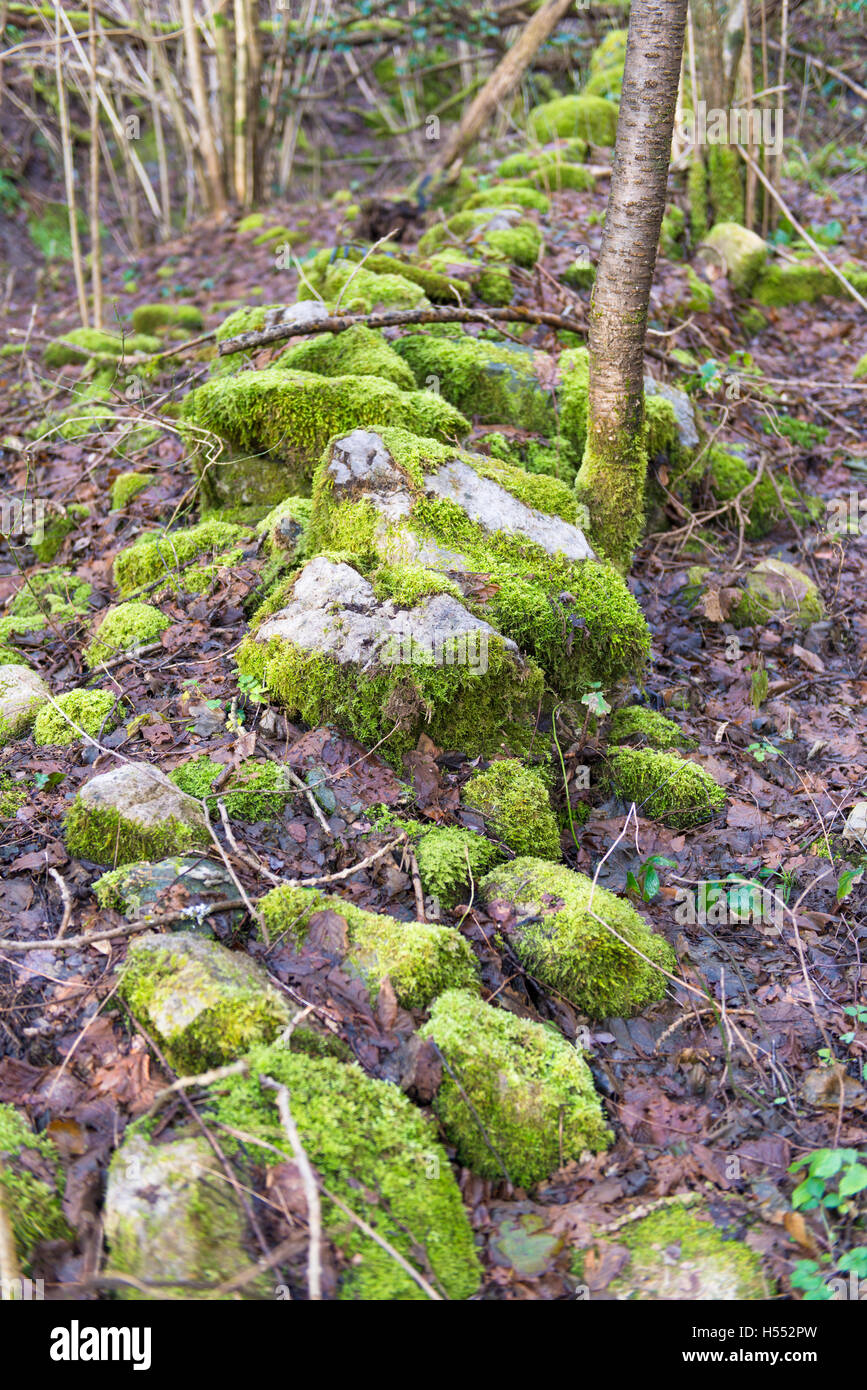 Moss on the rocks in the woods Stock Photo - Alamy