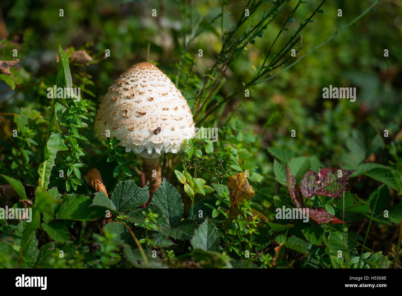 Mushroom Macrolepiota procera in the meadow Stock Photo - Alamy
