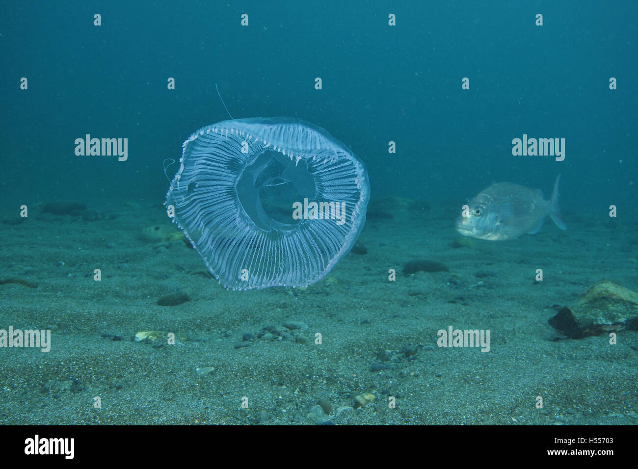 Jellyfish above sandy bottom while young snapper approaching Stock ...