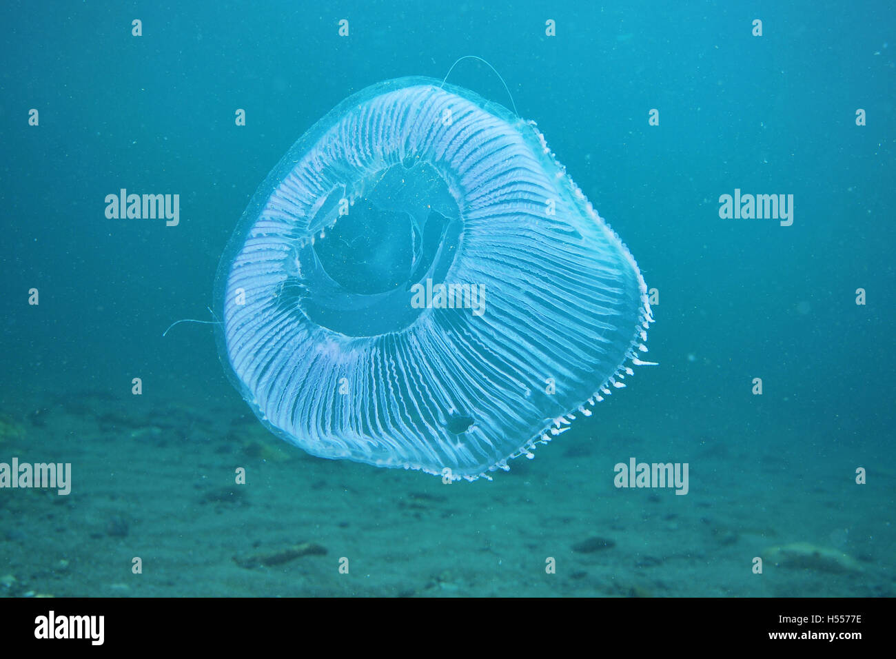 Underwater propulsion hi-res stock photography and images - Alamy