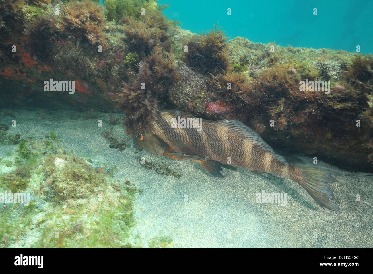 Red moki under tiny rock overhang Stock Photo - Alamy