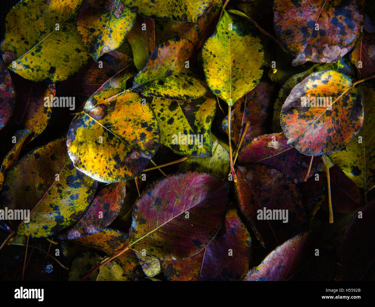 Golden pear autumn tree hi-res stock photography and images - Alamy