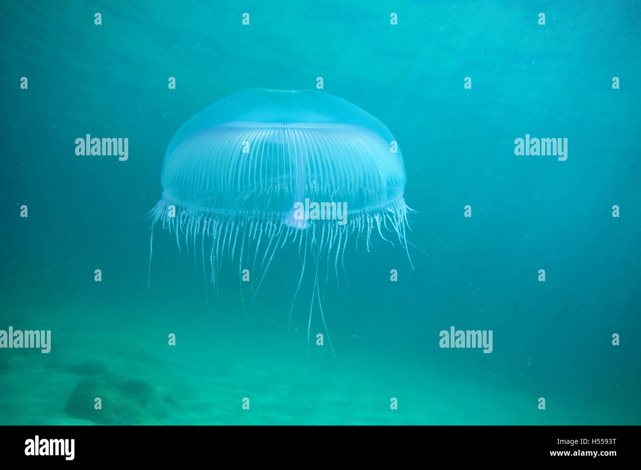 Underwater propulsion hi-res stock photography and images - Alamy
