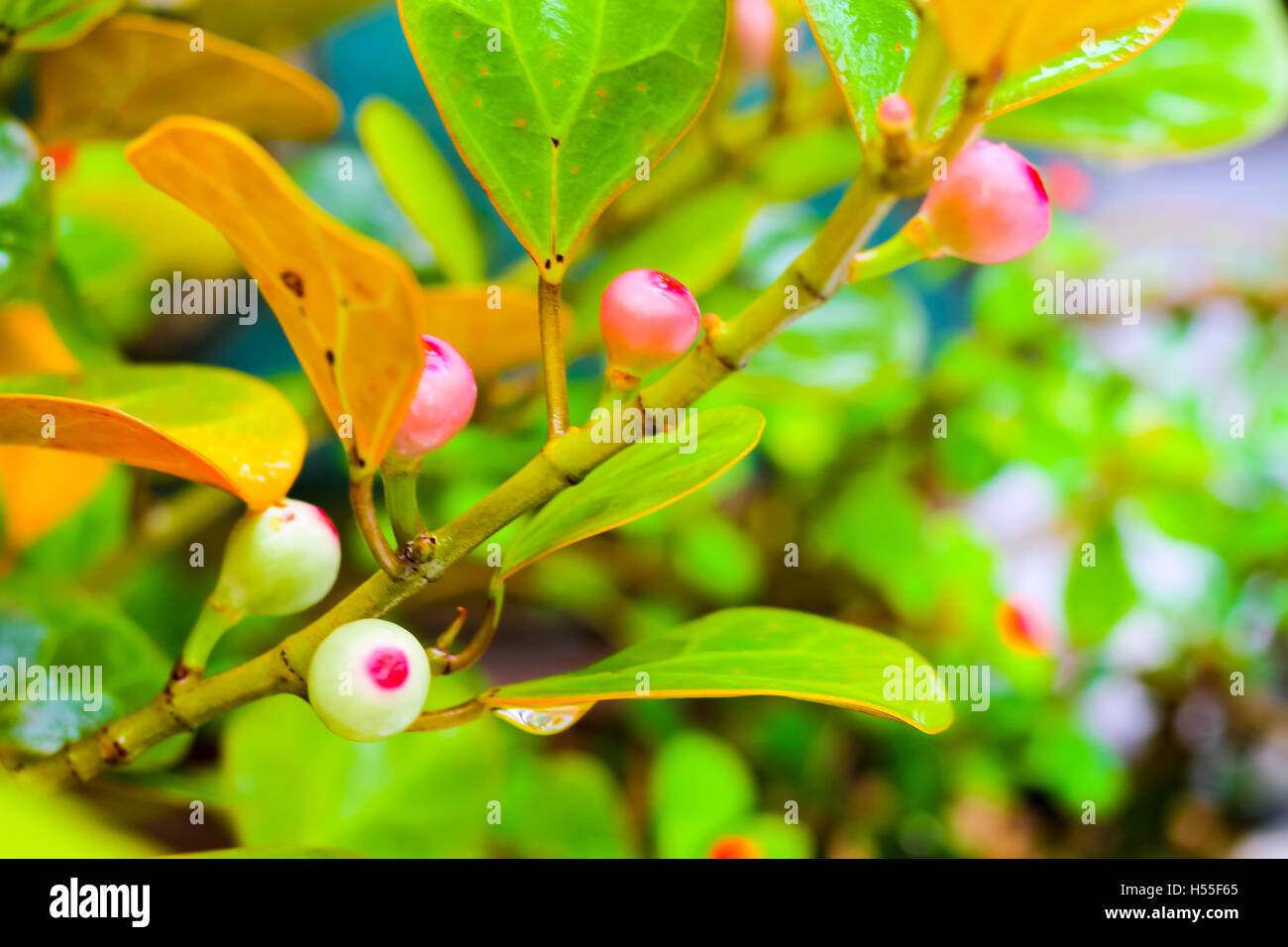 Ficus deltoidea, commonly known as mistletoe fig (Mas Cotek in ...