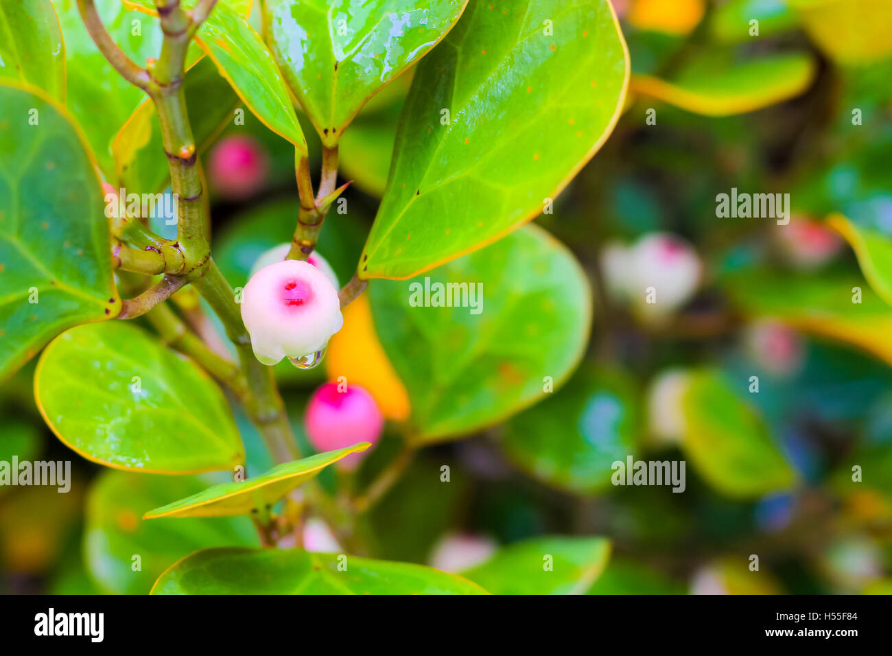 Ficus deltoidea, commonly known as mistletoe fig (Mas Cotek in ...