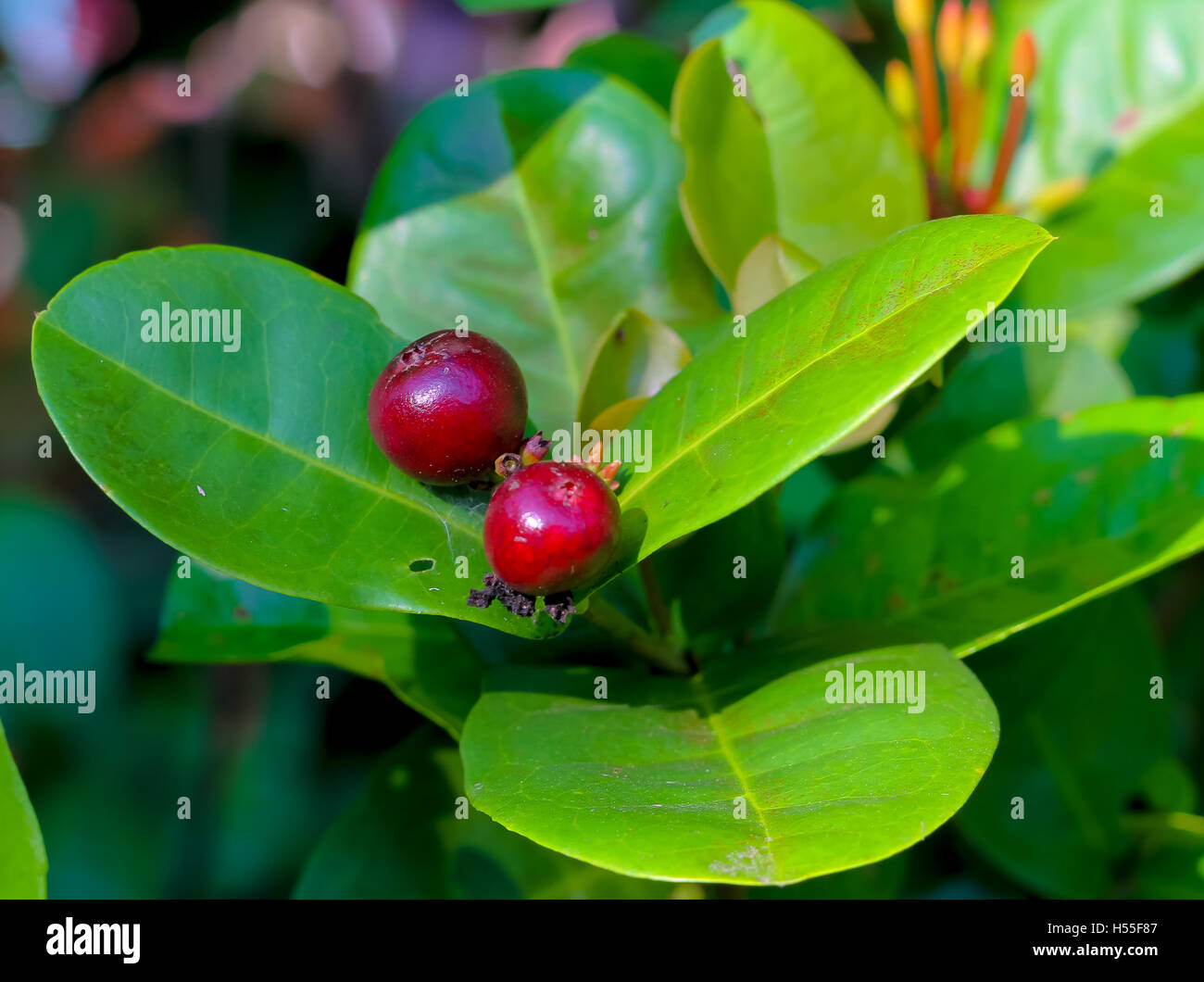 fruit or seed of Ixora chinensis lamk flower, Rubiaceae Stock Photo - Alamy