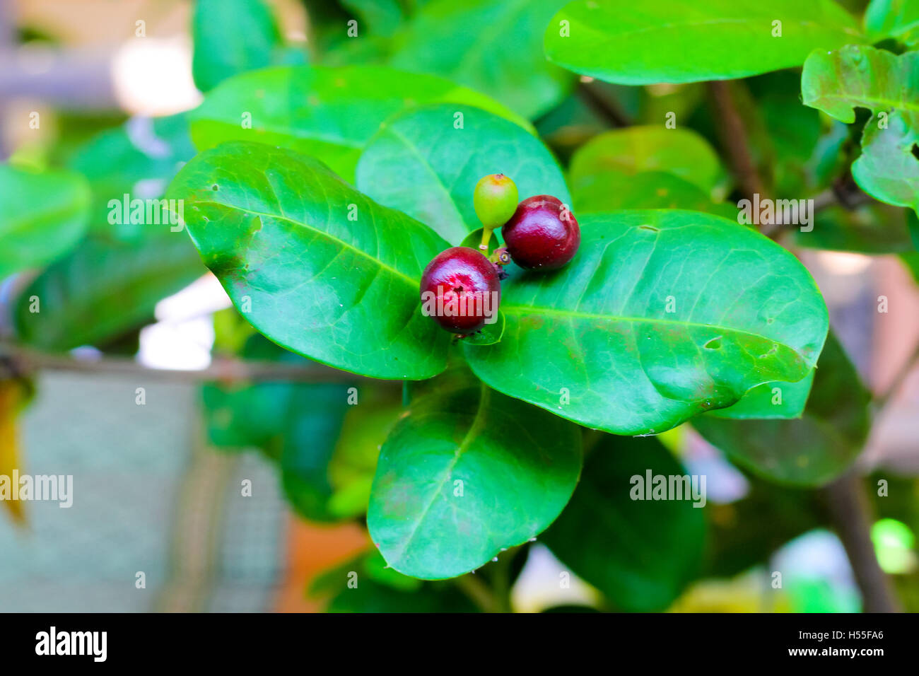Indian lucky red seed hi-res stock photography and images - Alamy