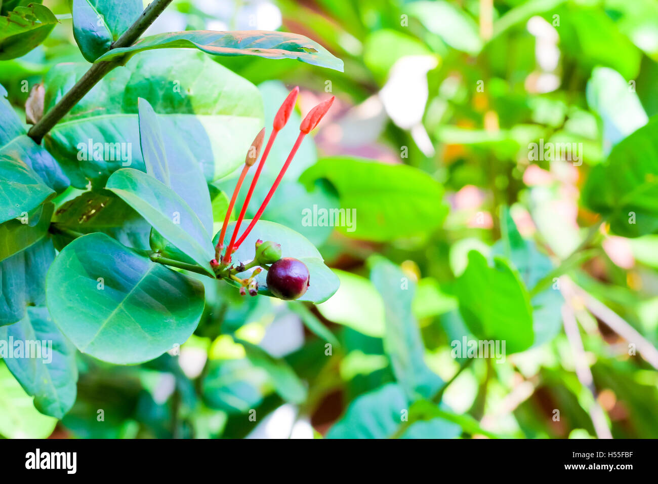 Indian lucky red seed hi-res stock photography and images - Alamy