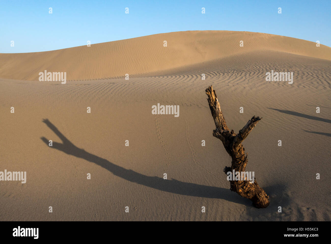 amazing desert view in sunset time Stock Photo - Alamy