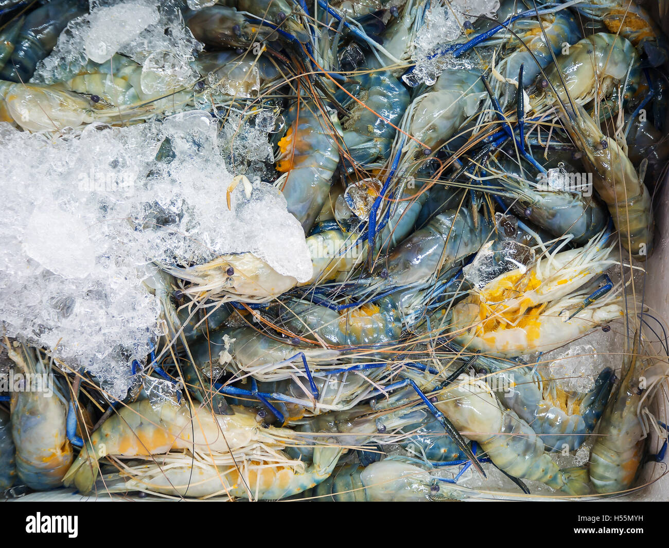 Closeup Fresh shrimp at the market,Thailand Stock Photo - Alamy