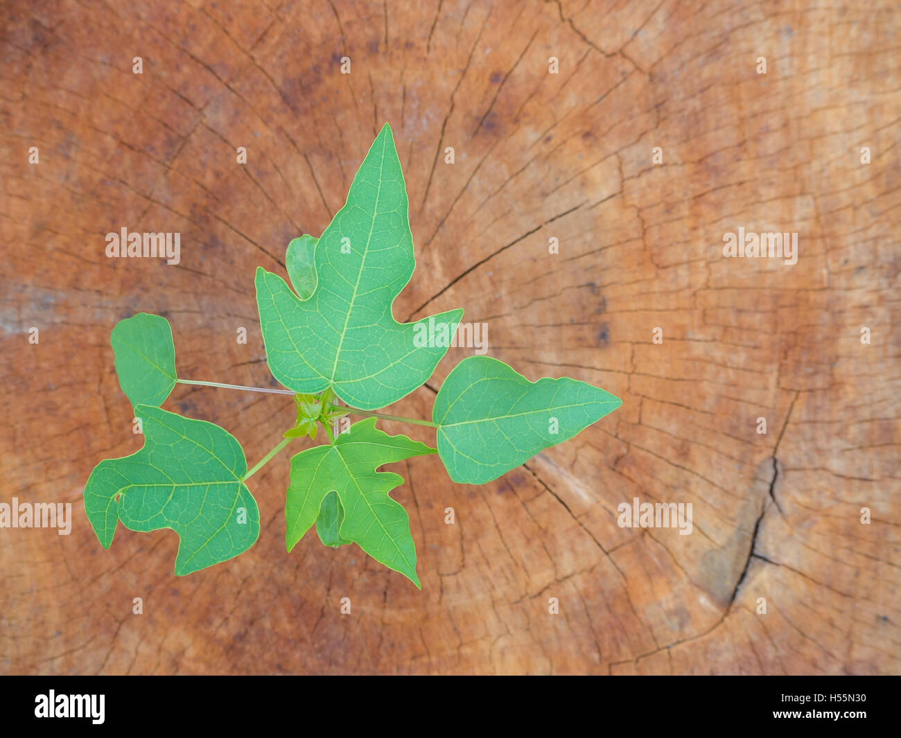 Seedling growing in a timber ,Focus on seeding Stock Photo - Alamy
