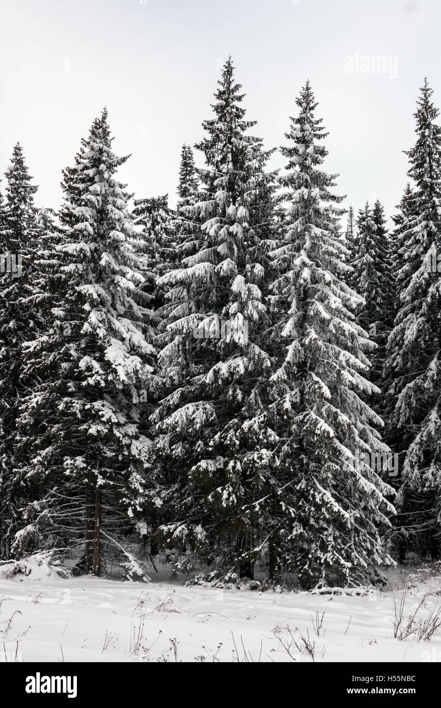 the fir-trees covered with fluffy snow Stock Photo - Alamy