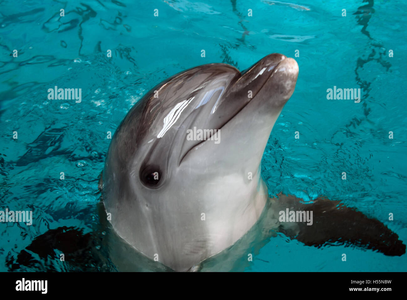 dolphin in blue water Stock Photo - Alamy