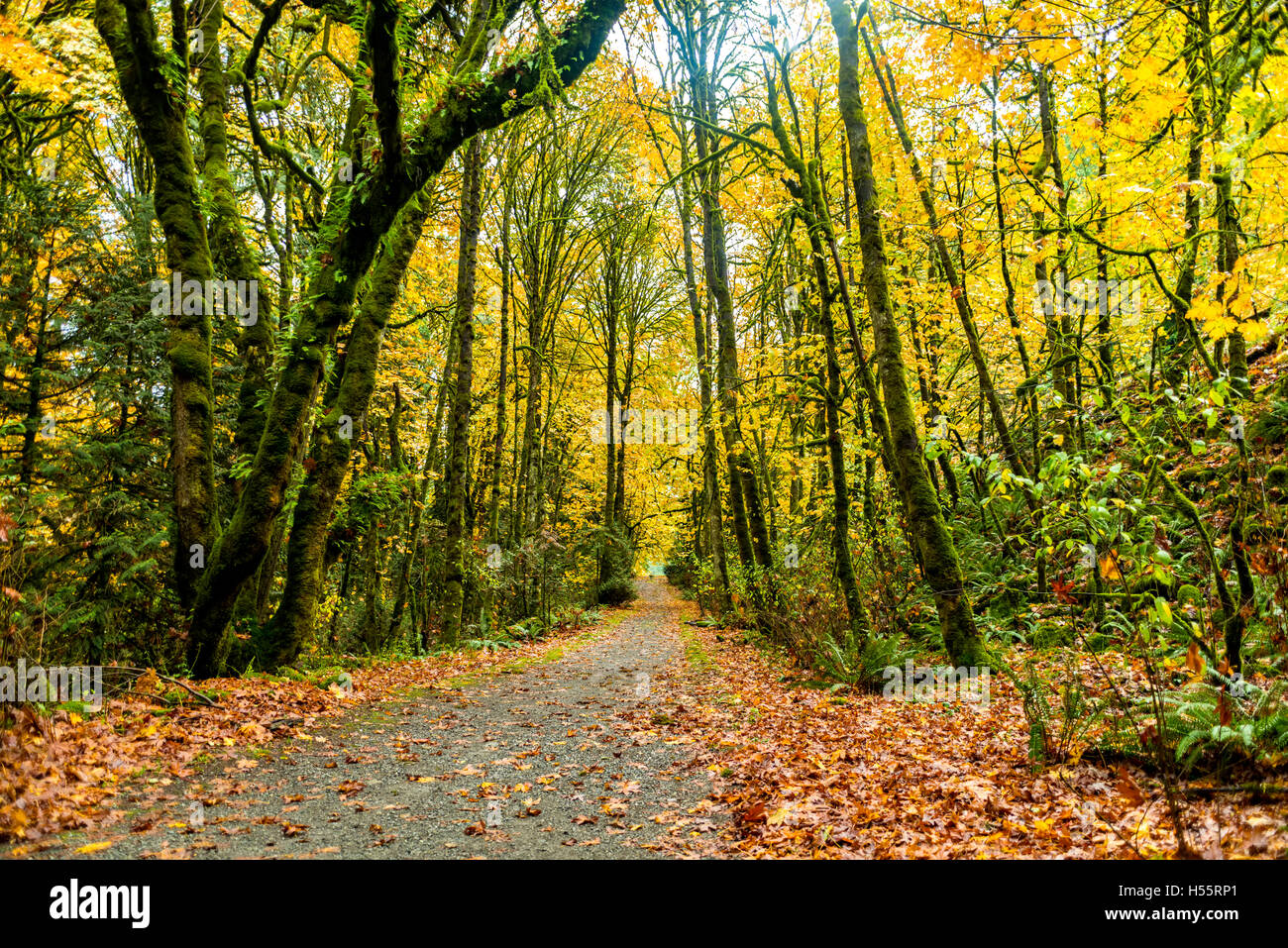 Goldstream Provincial Park Series - Wonderful Golden maple Vally in the ...