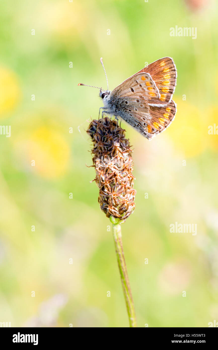 Butterfly close perspective hi-res stock photography and images - Alamy
