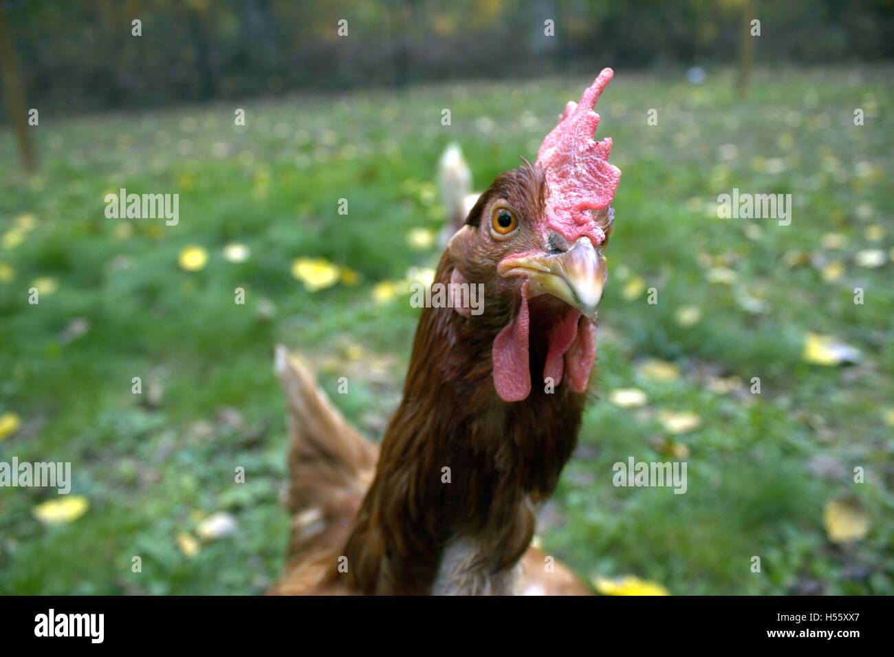 Isa brown chicken hi-res stock photography and images - Alamy