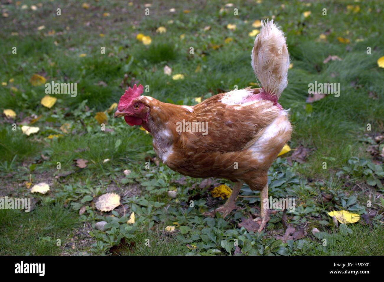 Feathers poultry hi-res stock photography and images - Alamy