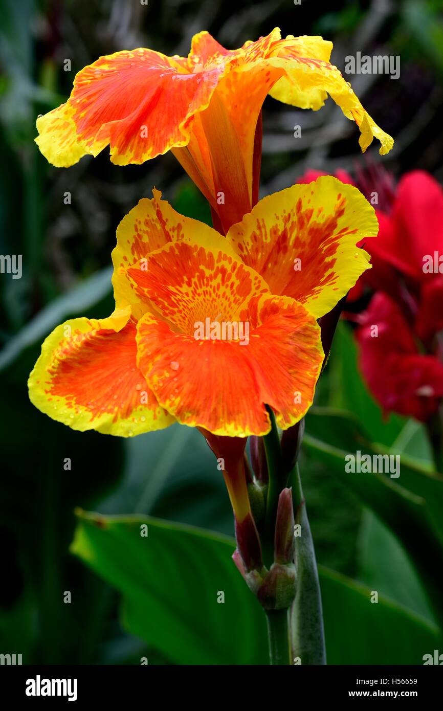 Canna flowers hi-res stock photography and images - Alamy