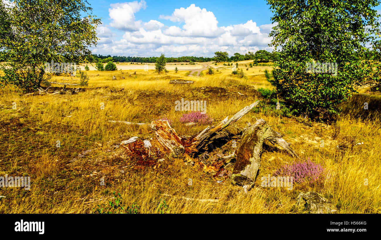 Dead tree stump and purple calluna heathers along the Beekhuizerzand ...