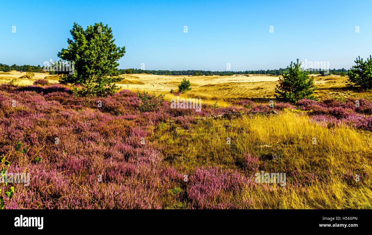 Heather Sand High Resolution Stock Photography and Images - Alamy