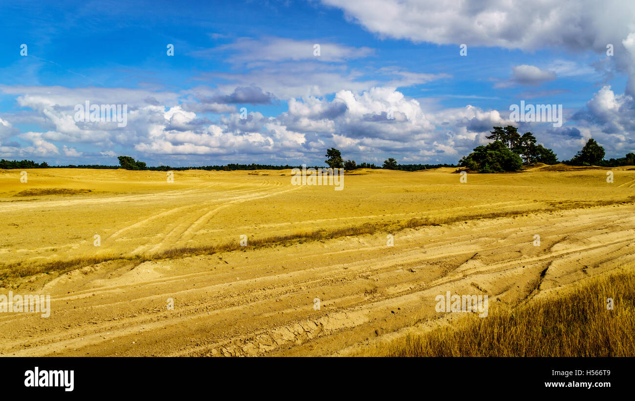 The mini desert of Beekhuizerzand on the Veluwe in the Netherlands in ...