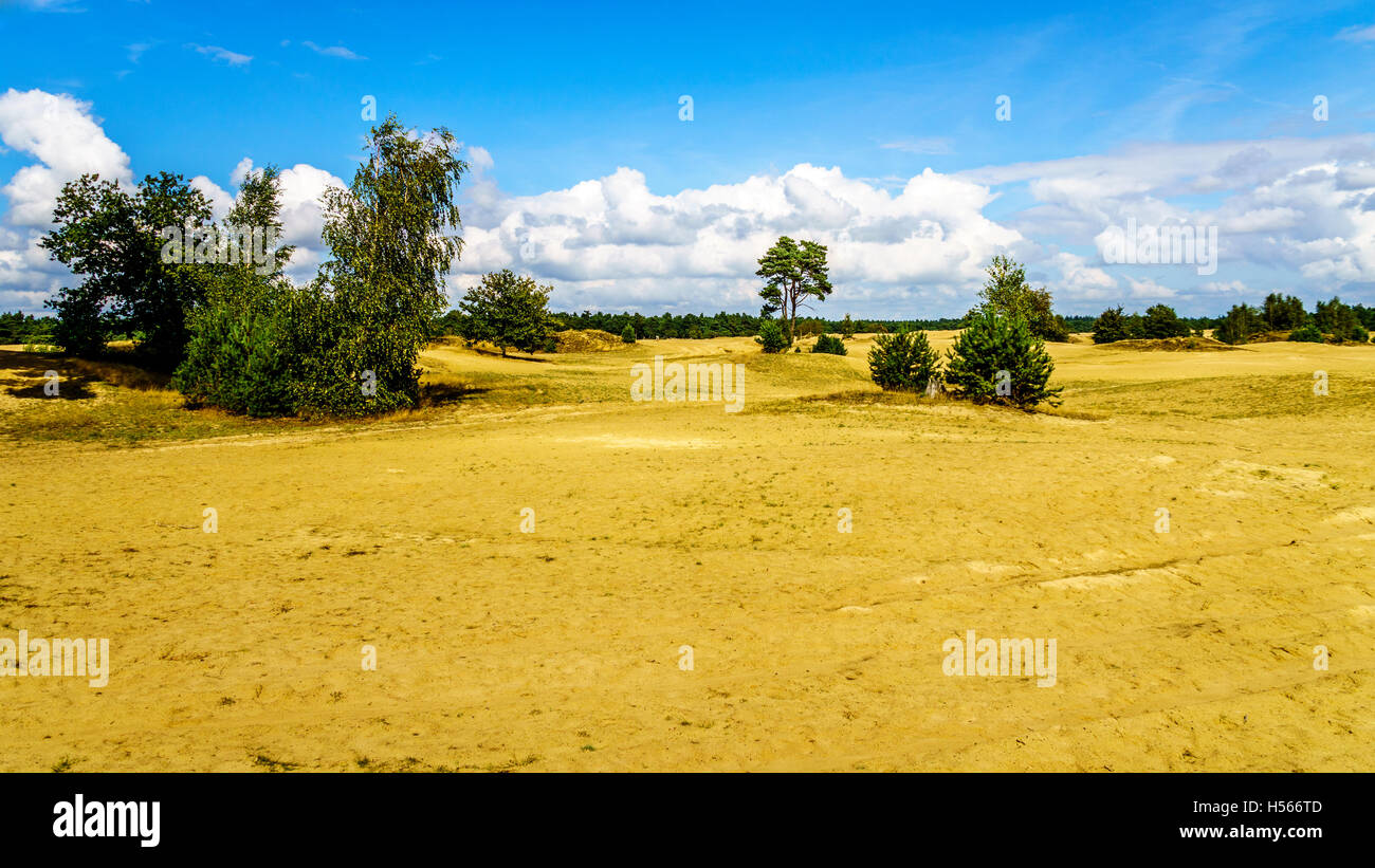 The mini desert of Beekhuizerzand on the Veluwe in the Netherlands in ...