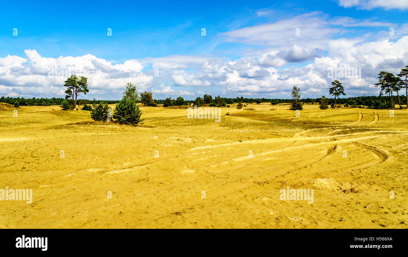 The mini desert of Beekhuizerzand on the Veluwe in the Netherlands in ...