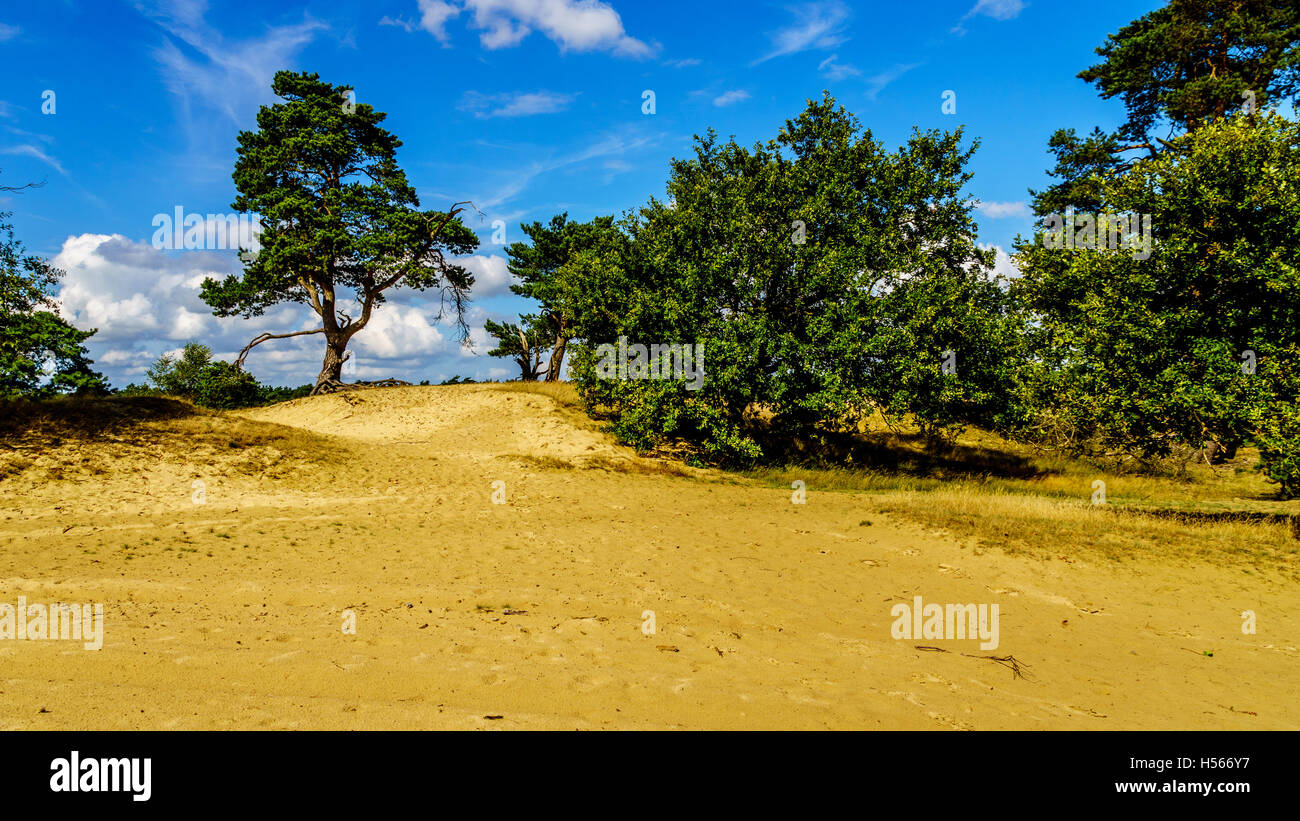 A Oasis in mini desert of Beekhuizerzand on the Veluwe in the ...