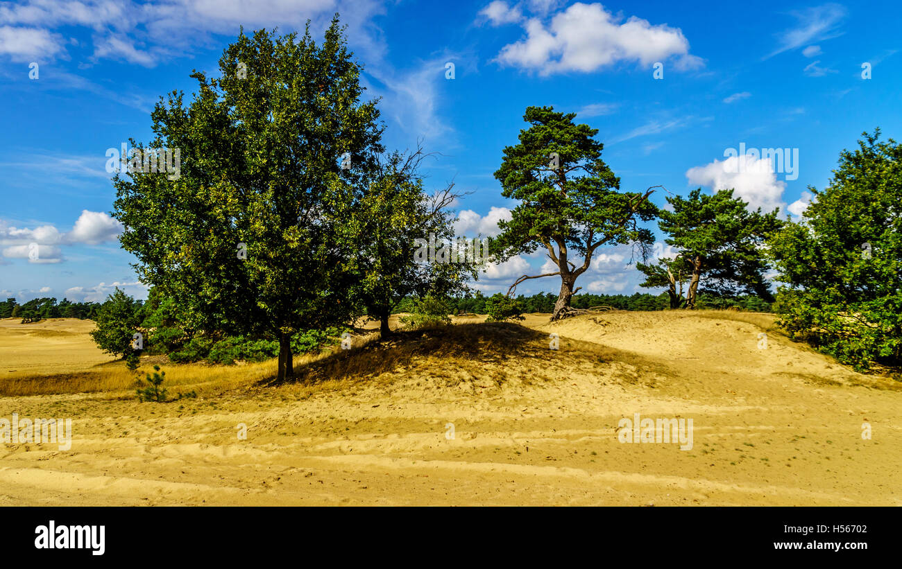 A Oasis in mini desert of Beekhuizerzand on the Veluwe in the ...