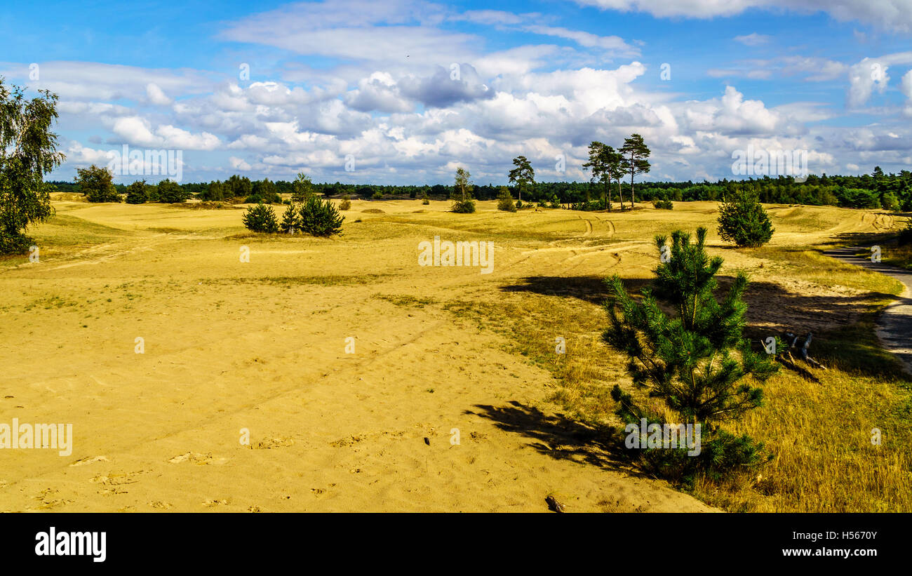 The mini desert of Beekhuizerzand on the Veluwe in the Netherlands in ...