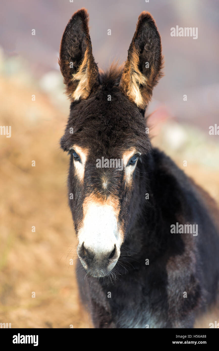 Sad donkey looking at the camera Stock Photo - Alamy