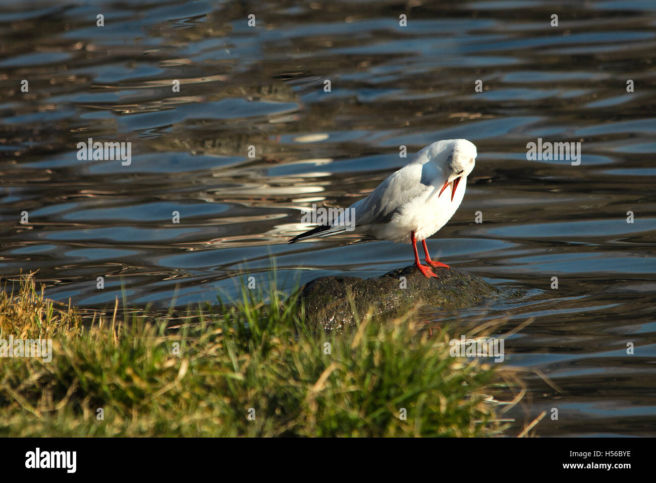 Seagull on the rock twith open beak Stock Photo - Alamy