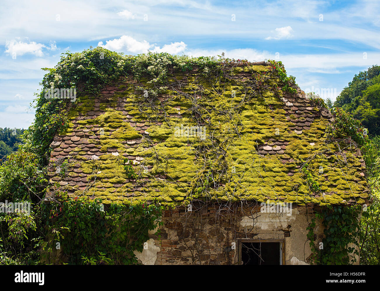Abandoned old house covered with moss Stock Photo - Alamy