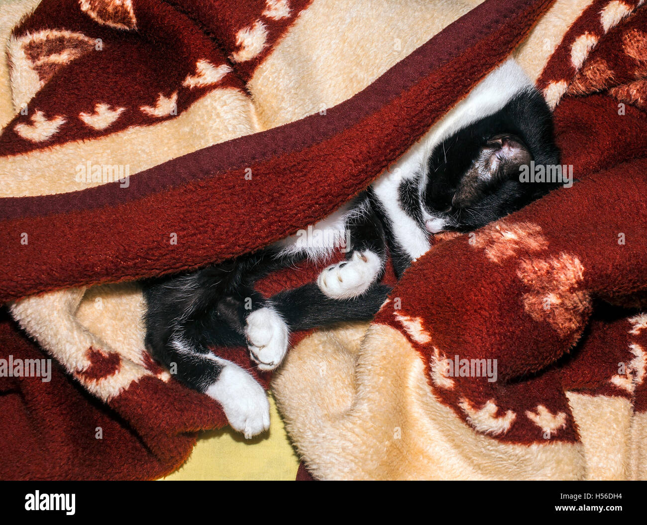 Rest relaxation sleeping cat cat hi-res stock photography and images ...