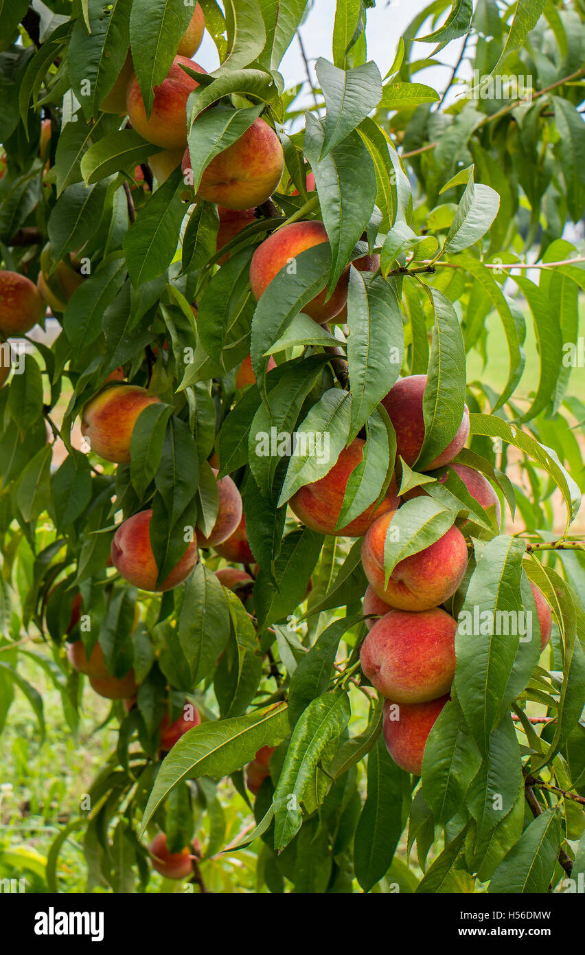 Ripe full peach fruit hi-res stock photography and images - Alamy
