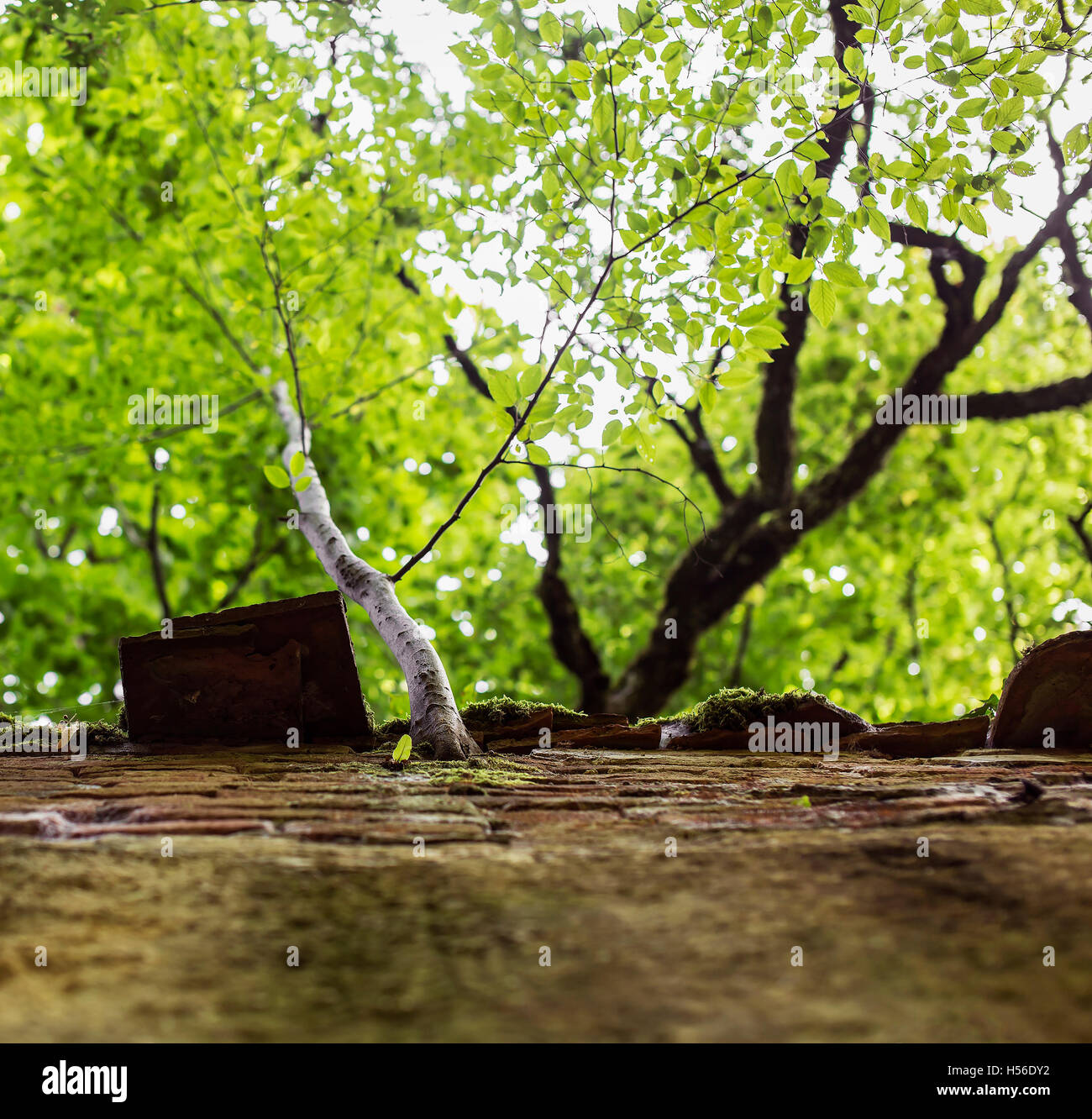 Tree growing from a brick wall concept Stock Photo - Alamy